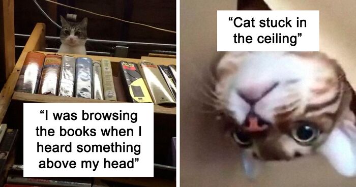 50 Of The Funniest Pics Of Cats Watching People From The Ceiling ...