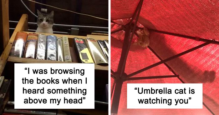 50 Of The Funniest Pics Of Cats Watching People From The Ceiling ...