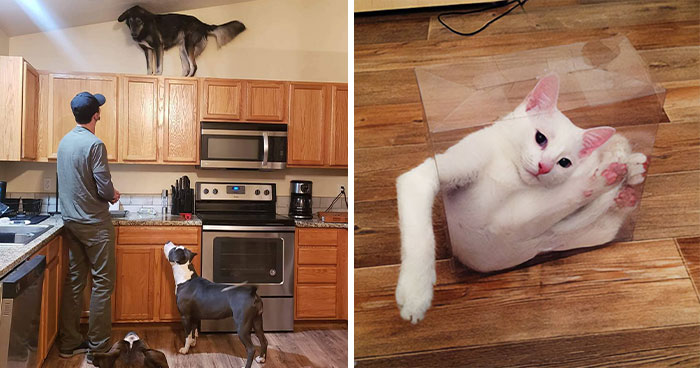50 Funny Animals Who Got Stuck And Required Human Assistance