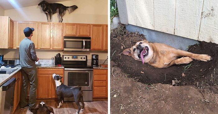 50 Funny Animals Who Got Stuck And Required Human Assistance