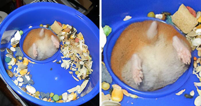 50 Funny Animals Who Got Stuck And Required Human Assistance