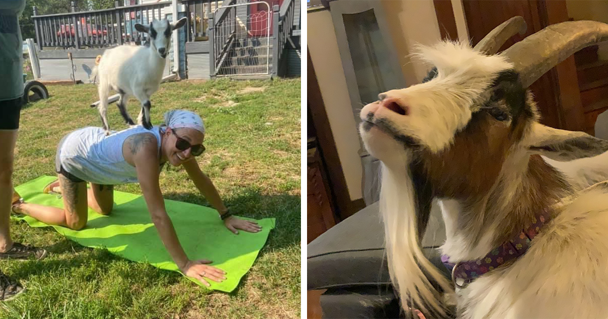 A New Kind Of Animal Rescue: Check Out These Cute Goats And Sheep ...