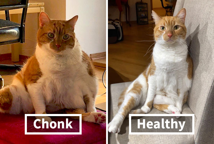30 Former Chonks That Lost The Weight And Look Great Now
