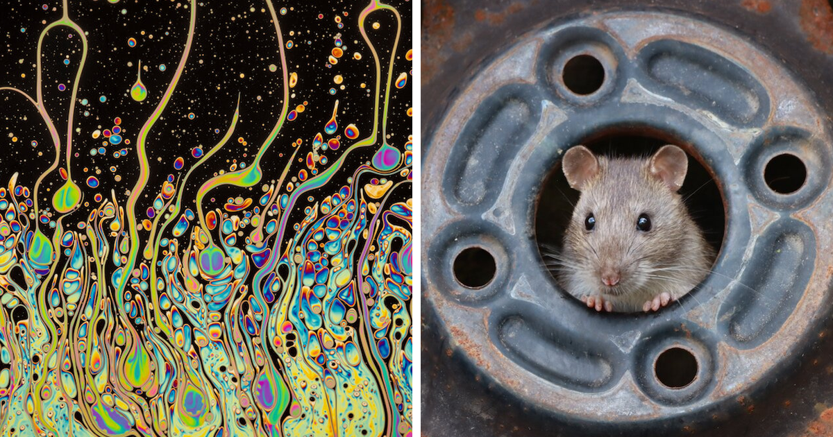 Close-Up Photographer Of The Year 2021 Has Been Announced, And Here Are ...