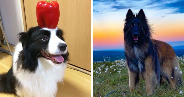 30 Of The Smartest Dog Breeds As Proved By Science