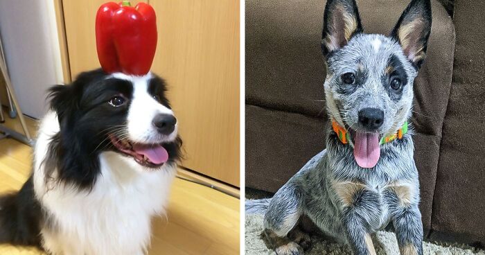 30 Of The Smartest Dog Breeds As Proved By Science