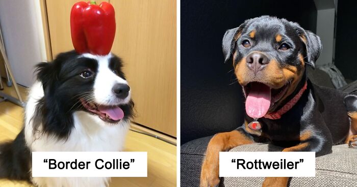 30 Of The Smartest Dog Breeds As Proved By Science