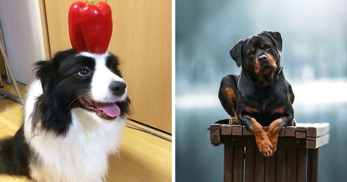 30 Of The Smartest Dog Breeds As Proved By Science