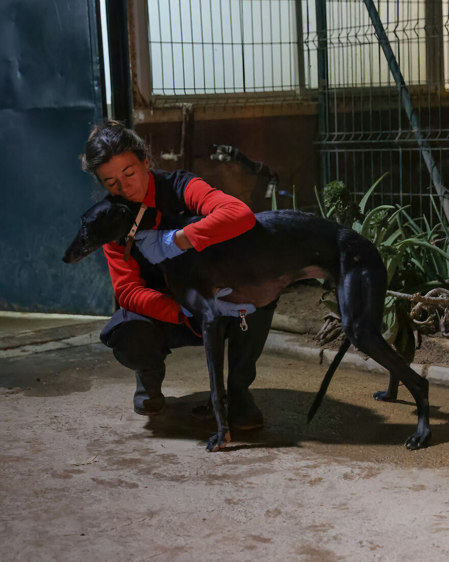 After Spending 10 Days In A Shelter With 500 Dogs, I Had To Go Back To ...