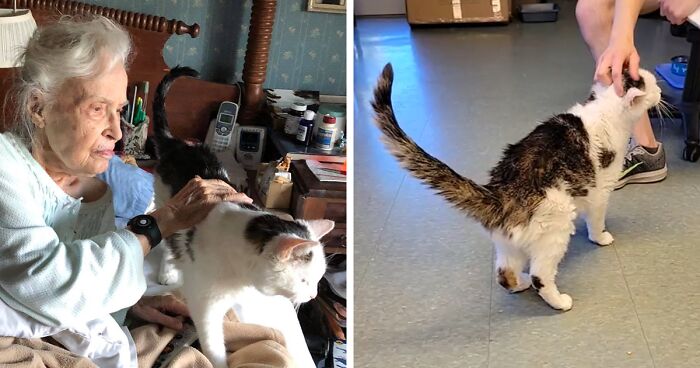 “Match Made in Heaven”: This Family Adopted The Oldest Cat In A Shelter ...