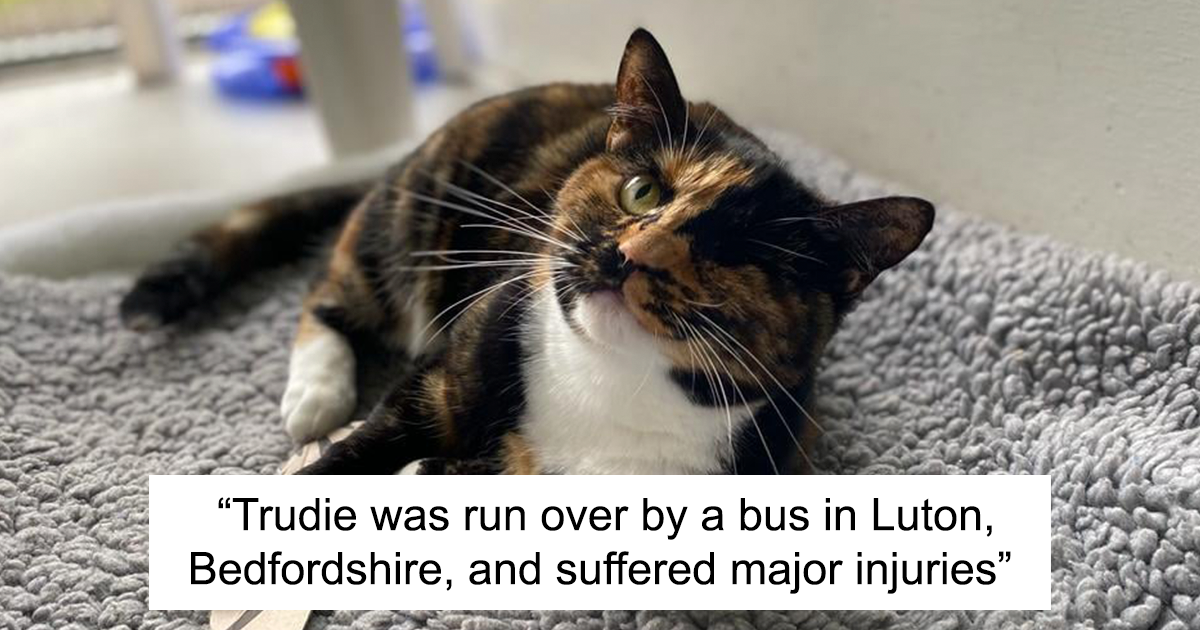 Meet Trudie, The ‘Miracle’ Cat Who Survived Being Run Over By A Bus And ...