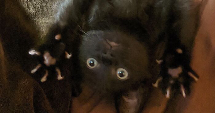 This Group Is Dedicated To Posting Pics Of Cats’ “Murder Mittens” And ...