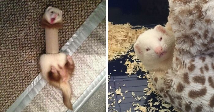 40 Photos Revealing How Silly Ferrets Can Be | Bored Panda
