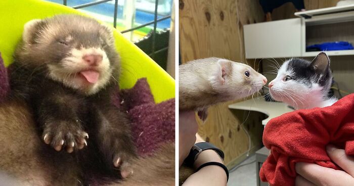 40 Photos Revealing How Silly Ferrets Can Be | Bored Panda