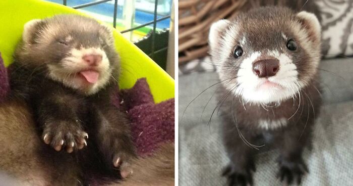 40 Photos Revealing How Silly Ferrets Can Be | Bored Panda