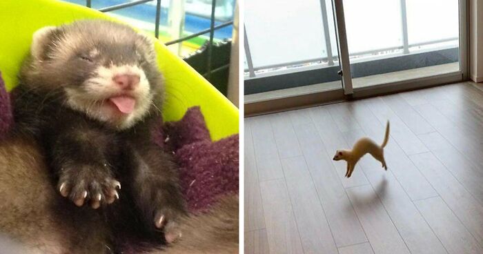 40 Photos Revealing How Silly Ferrets Can Be | Bored Panda