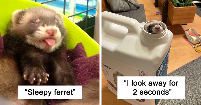 40 Photos Revealing How Silly Ferrets Can Be | Bored Panda