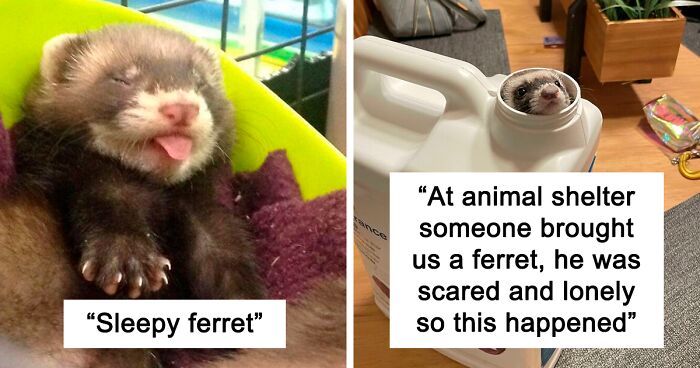 40 Photos Revealing How Silly Ferrets Can Be | Bored Panda