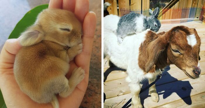 50 Bunnies Whose Cuteness Can’t Be Challenged | Bored Panda