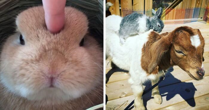 50 Bunnies Whose Cuteness Can’t Be Challenged | Bored Panda
