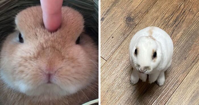 50 Bunnies Whose Cuteness Can’t Be Challenged | Bored Panda