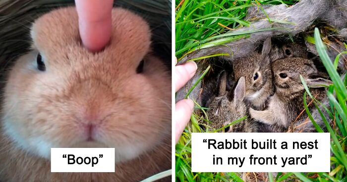 50 Bunnies Whose Cuteness Can’t Be Challenged | Bored Panda