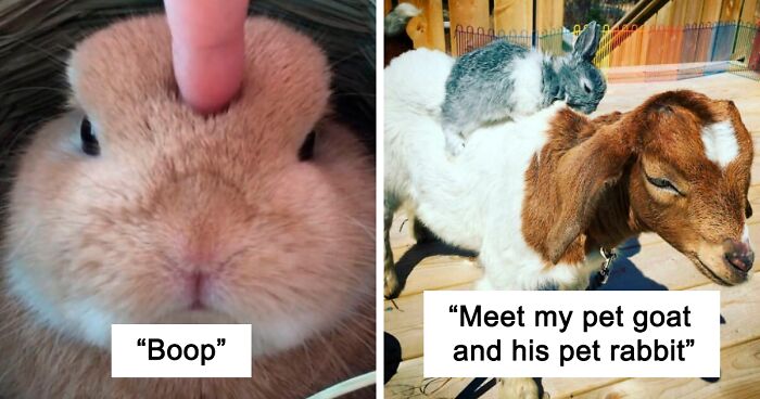 50 Bunnies Whose Cuteness Can’t Be Challenged | Bored Panda