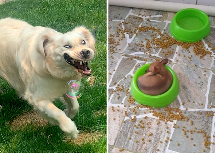 50 Of The Derpiest Dogs Caught On Camera (New Pics) | Bored Panda