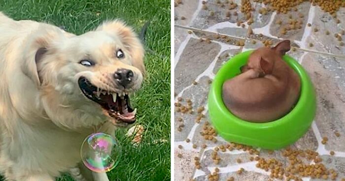 50 Of The Derpiest Dogs Caught On Camera (New Pics) | Bored Panda
