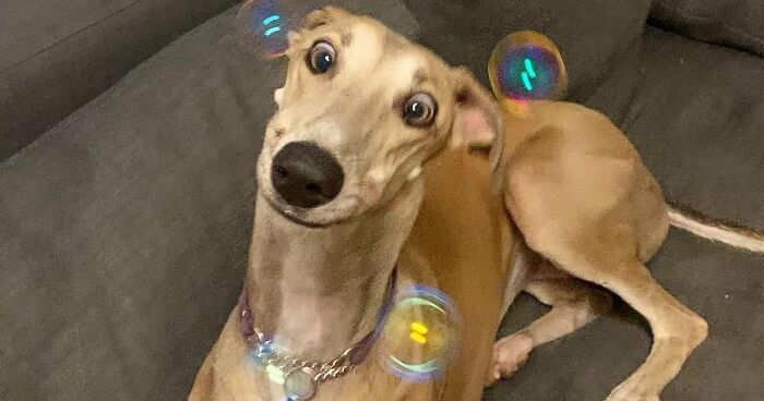 50 Of The Derpiest Dogs Caught On Camera (New Pics) | Bored Panda