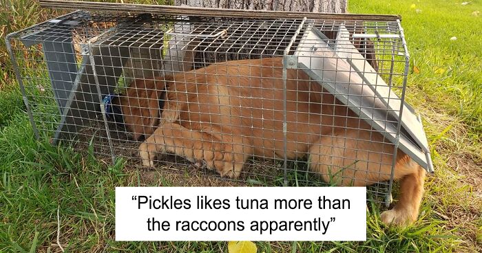 50 Of The Derpiest Dogs Caught On Camera (New Pics) | Bored Panda