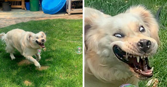 50 Of The Derpiest Dogs Caught On Camera (New Pics) | Bored Panda