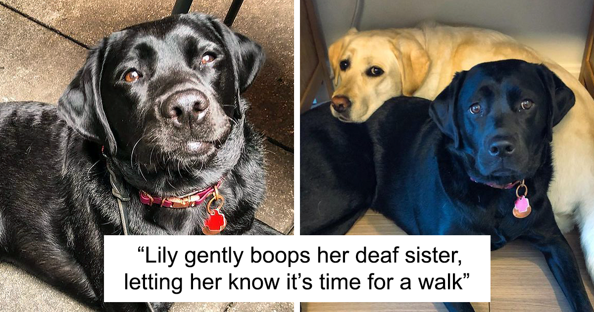 Labrador Named Lily Always Gets Her Deaf Sister When It’s Time For A ...