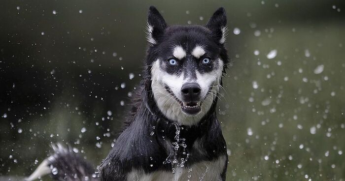 40 Action Photos Of Dogs That I Took Because I Think Dogs Are Adorable ...