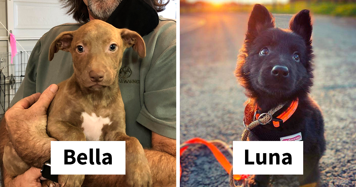 104 Of The Most Popular Girl Dog Names For The Goodest Gals | Bored Panda