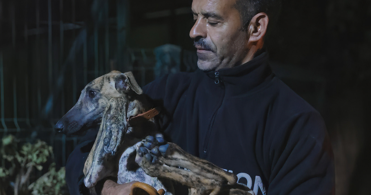 After Spending 10 Days In A Shelter With 500 Dogs, I Had To Go Back To ...