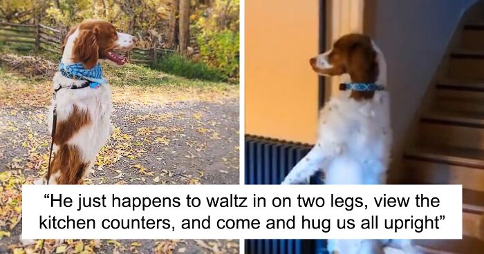 Three-Legged Dog Goes Viral On TikTok For Walking Upright Like A Human ...