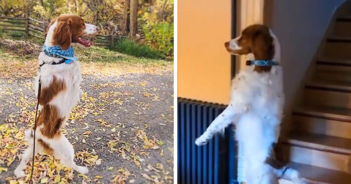 Three-Legged Dog Goes Viral On TikTok For Walking Upright Like A Human ...