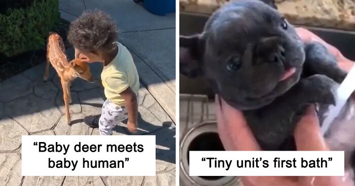 “Tiny Units” Online Group Is Dedicated To Everything That Comes In Cute ...