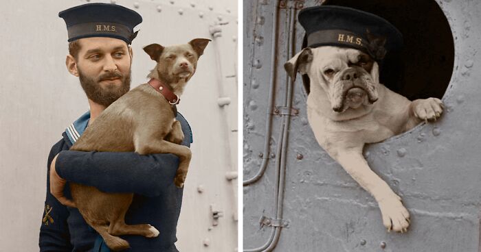 Remembrance Day: I Colorized 14 Photos Of Animals That Served In WW1 ...