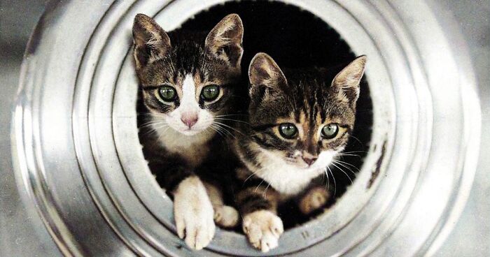 Remembrance Day: I Colorized 14 Photos Of Animals That Served In WW1 ...