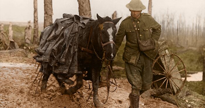 Remembrance Day: I Colorized 14 Photos Of Animals That Served In WW1 ...