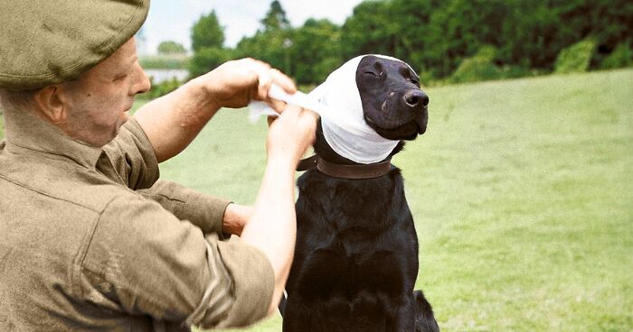 Remembrance Day: I Colorized 14 Photos Of Animals That Served In WW1 ...