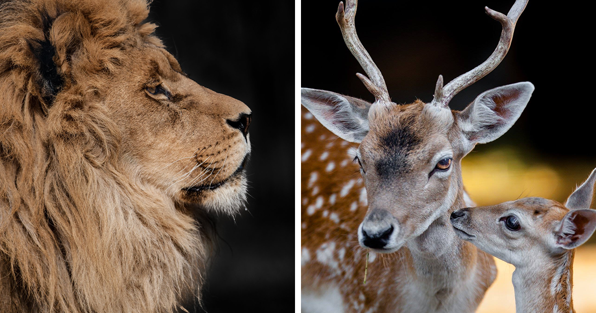 Here Are My 20 Photos That Show How Precious Animals Are | Bored Panda