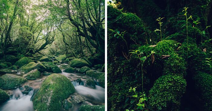 I Traveled To The Ancient Shiratani Unsuikyo Forest In Japan And Here ...