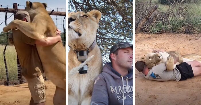 This Lioness Repays Her Caregiver Of 10 Years With Hugs And Cuddles