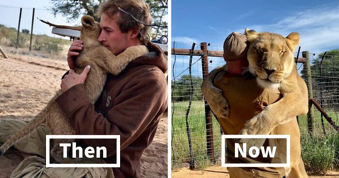 This Lioness Repays Her Caregiver Of 10 Years With Hugs And Cuddles