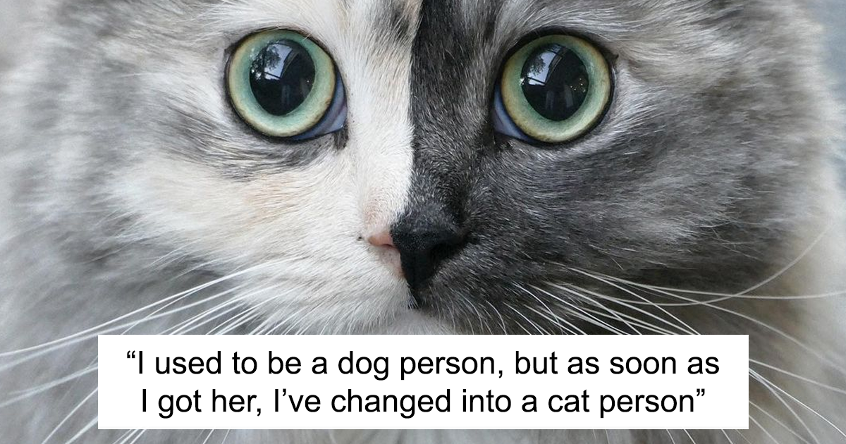 Meet Geri, The “Two-Faced” Cat That Has Chimerism | Bored Panda