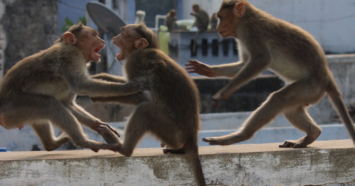 Hey Pandas, Photoshop This Photo Of Monkeys Fighting In A Crazy And ...
