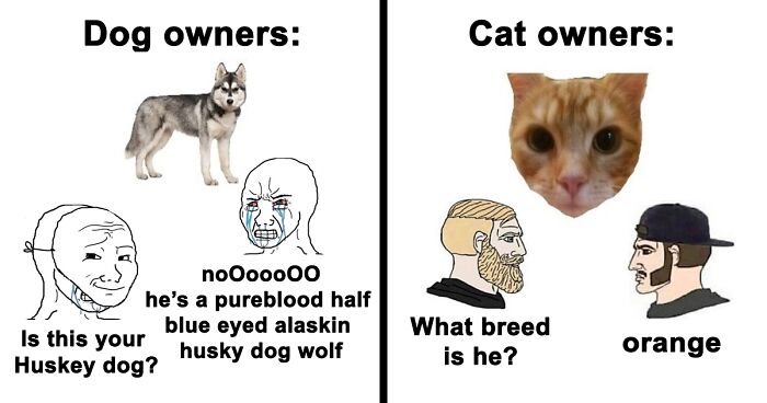 50 Of The Most Spot On “Memes I Wish I Could Tag My Cat In” | Bored Panda